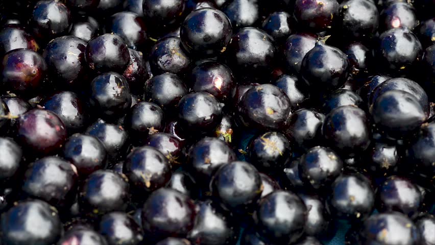 Black Berries image - Free stock photo - Public Domain photo - CC0 Images