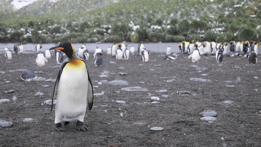 King Penguins image - Free stock photo - Public Domain photo - CC0 Images