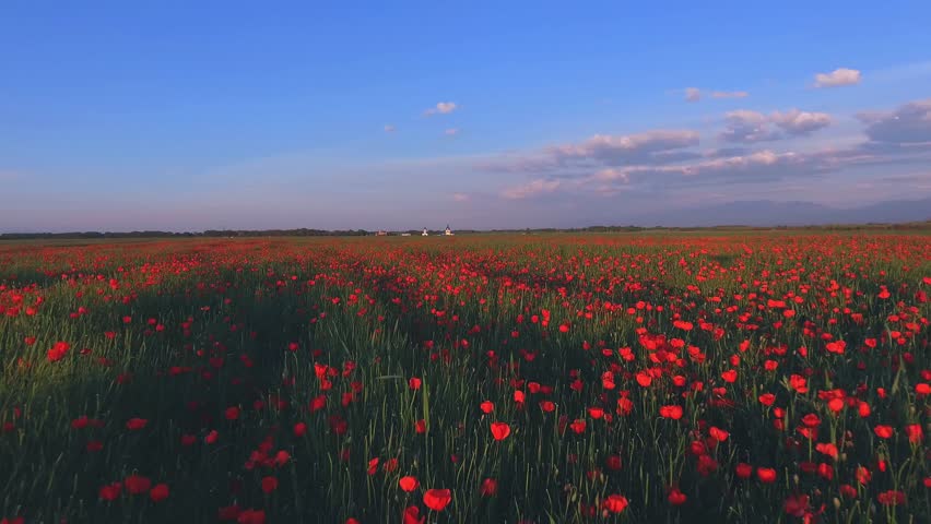 Poppy Flowers in the field image - Free stock photo - Public Domain ...