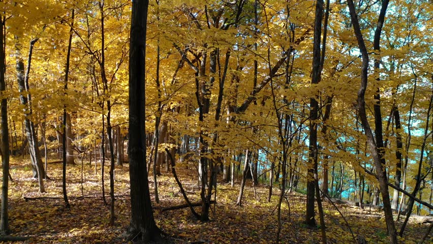 Hiking Trail through the Autumn Trees image - Free stock photo - Public ...