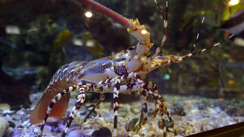 Caribbean spiny lobster - Panulirus argus image - Free stock photo ...