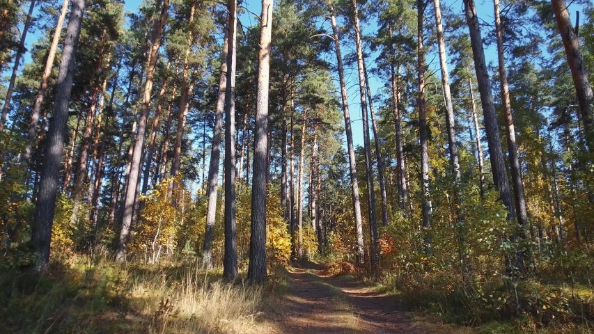 Birch Forest in Russia image - Free stock photo - Public Domain photo ...