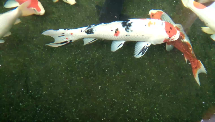 Colored Koi fish in Pond image - Free stock photo - Public Domain photo ...