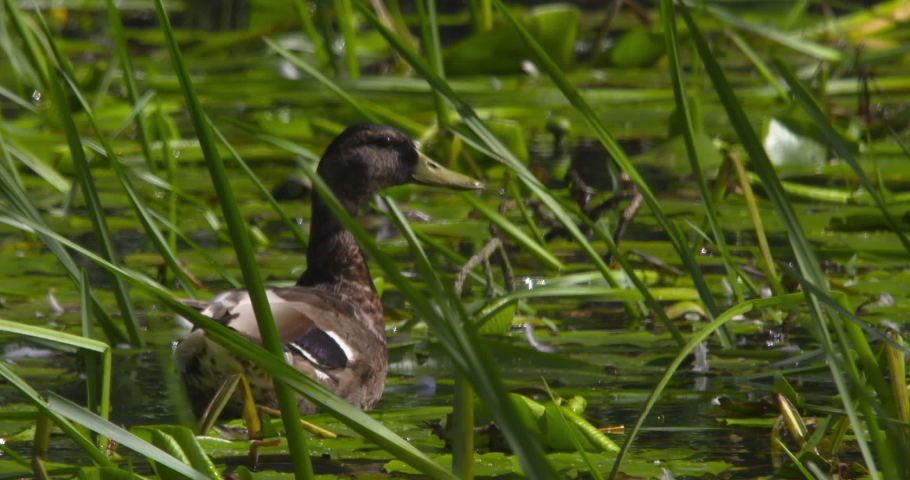 Mallard Quacking in Flight image - Free stock photo - Public Domain ...