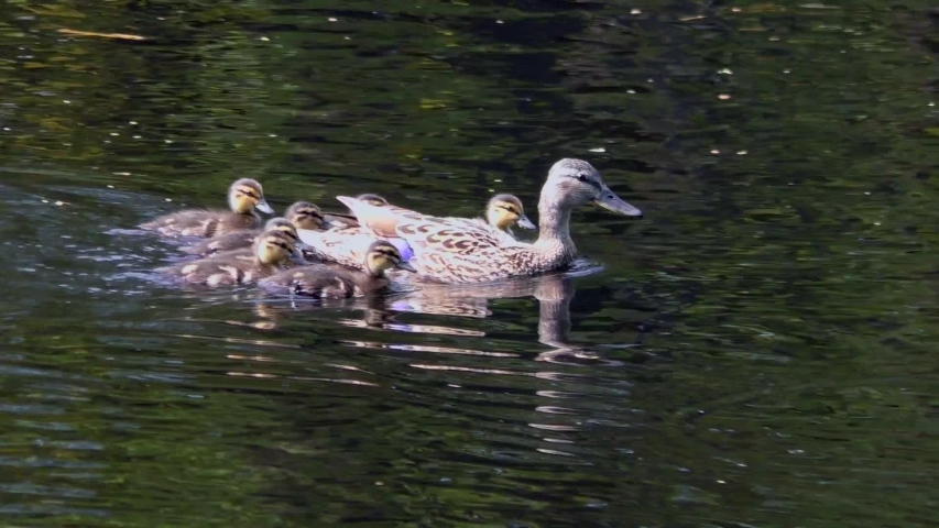 Duckling swimming through the water image - Free stock photo - Public ...