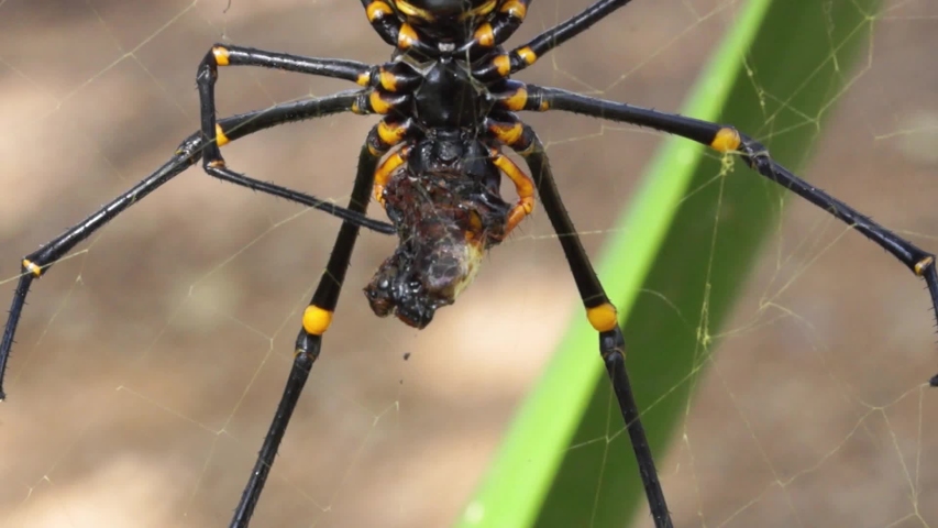 Spider Eating a Bee image - Free stock photo - Public Domain photo ...