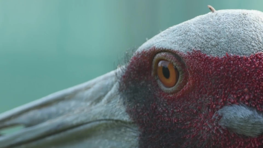 Close up of a Crane Bird image - Free stock photo - Public Domain photo ...