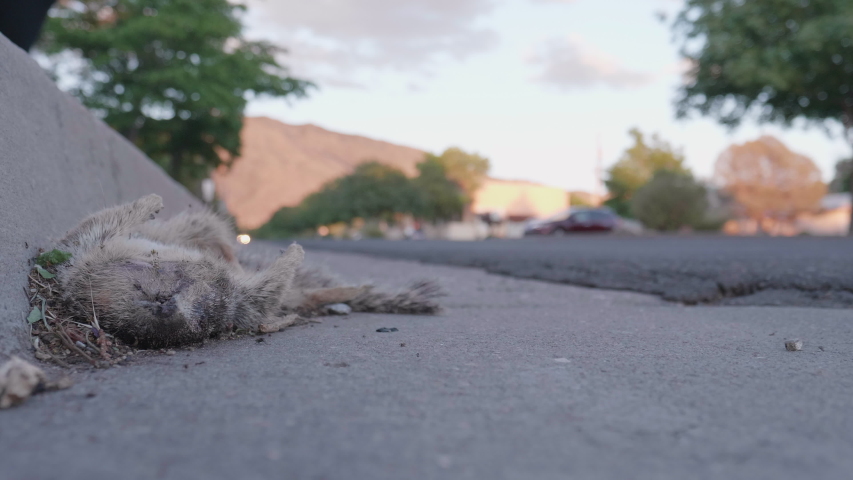 Squirrel Roadkill image - Free stock photo - Public Domain photo - CC0 ...