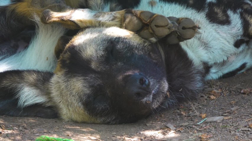 African Wild Dog - Lycaon pictus image - Free stock photo - Public ...