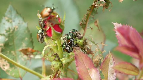 What Can Ladybugs Damage? The Surprising Answer – School Of Bugs