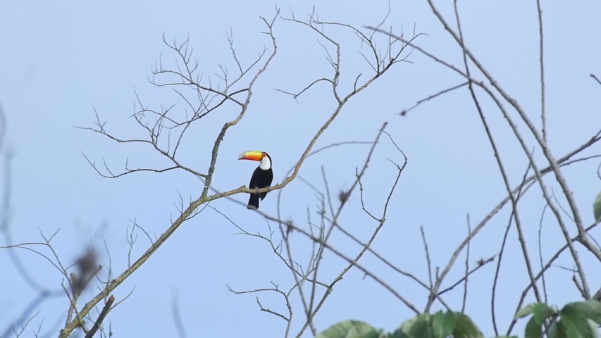 Toucan image - Free stock photo - Public Domain photo - CC0 Images