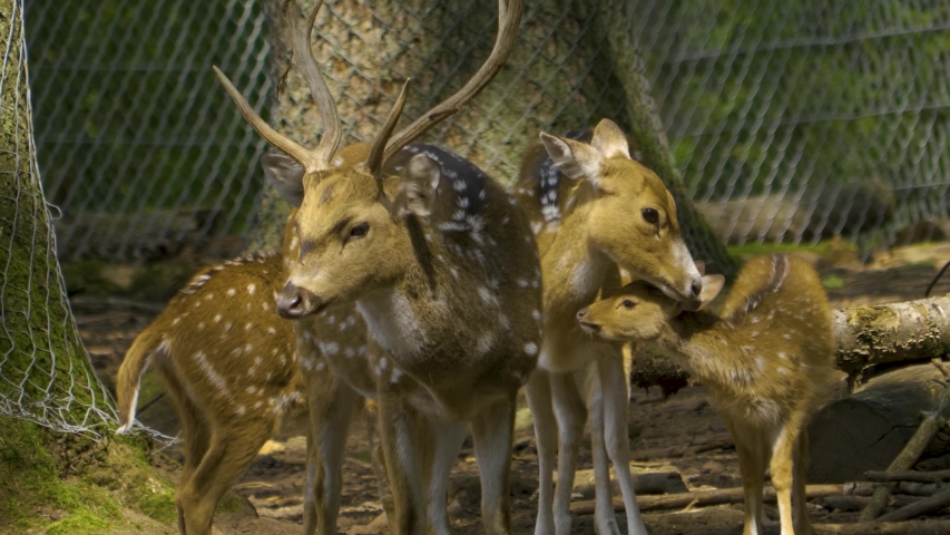 Deer with Giant Antlers image - Free stock photo - Public Domain photo ...