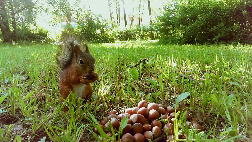 A Cute Little Squirrel Eating Nuts From A Big Pile Of Nuts Stock ...