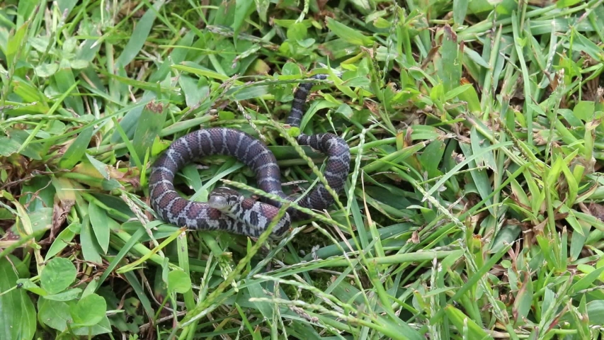 Grass snake coiled in the grass image - Free stock photo - Public ...