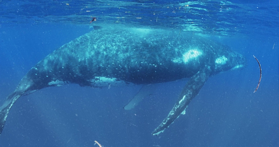 Humpback whale under water image - Free stock photo - Public Domain ...