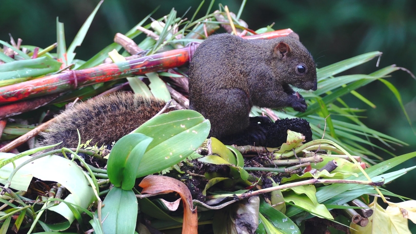 Small Mammal with long tail image - Free stock photo - Public Domain ...