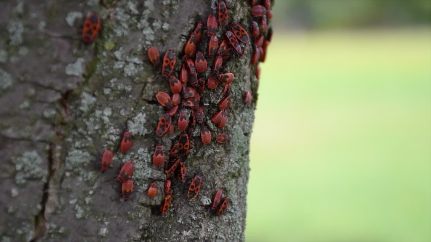 Red Beetle Bug on Leaf image - Free stock photo - Public Domain photo ...