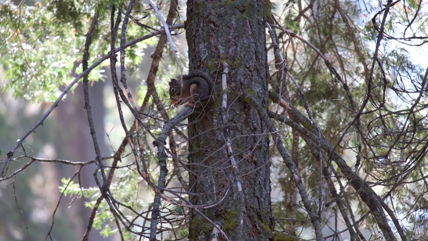 Grey Squirrel in Tree image - Free stock photo - Public Domain photo ...