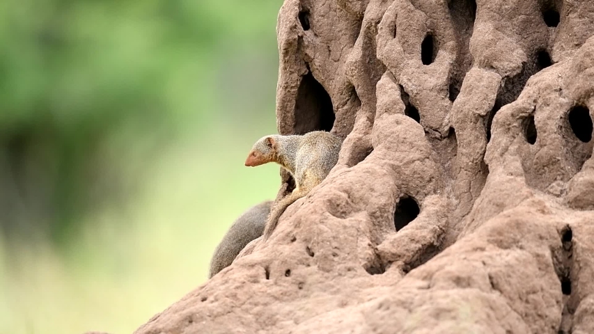 Dwarf Mongoose image - Free stock photo - Public Domain photo - CC0 Images