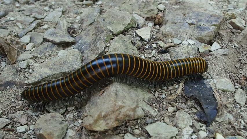Giant African Millipede image - Free stock photo - Public Domain photo ...