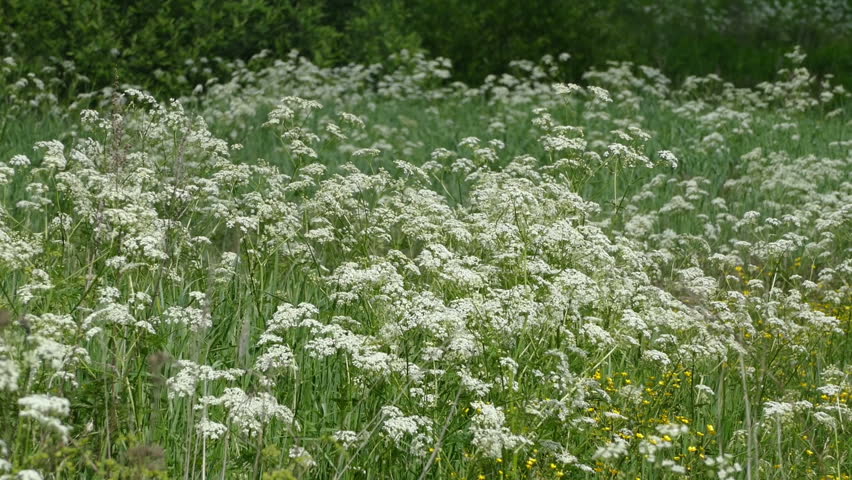 White Flowers (yarrow) Field in Stock Footage Video (100% Royalty-free ...