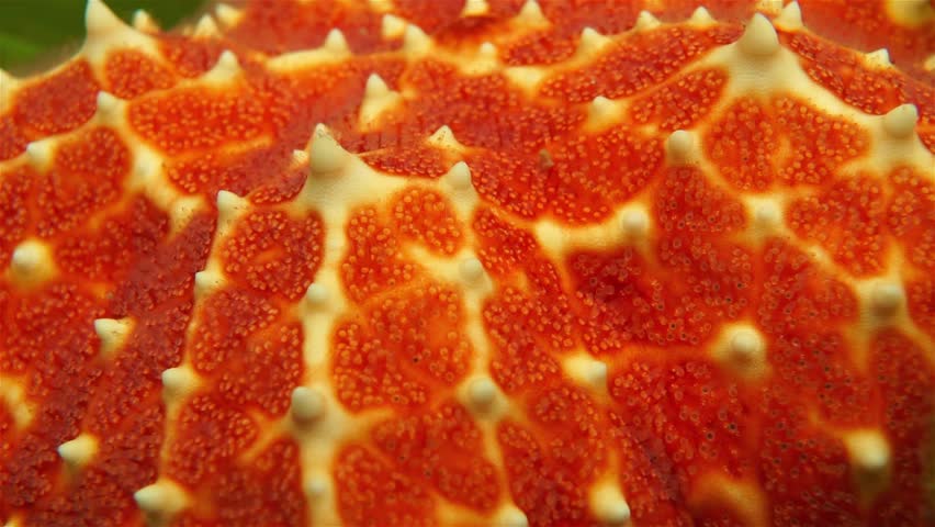 Starfish Skin, Close-up Video of Stock Footage Video (100% Royalty-free ...