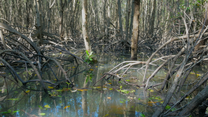 Landscape of the Mangrove Swamp image - Free stock photo - Public ...