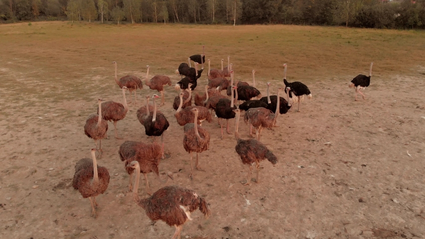 Flock of Ostriches in the landscape image - Free stock photo - Public ...