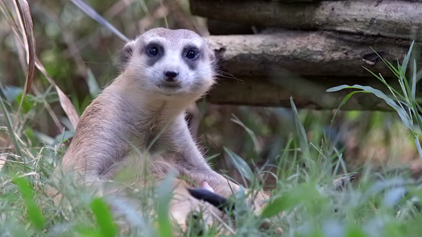 Meerkat sitting on the ground image - Free stock photo - Public Domain ...