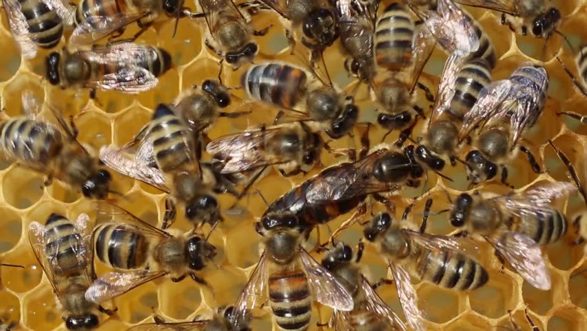 Queen Bee is Always Surrounded Stock Footage Video (100% Royalty-free ...