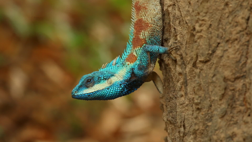 brown-dragon-lizard-on-a-branch-image-free-stock-photo-public-domain-photo-cc0-images