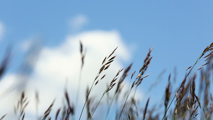 Closeup Of Hay Field Rocking In The Wind With Clouds In The Background ...