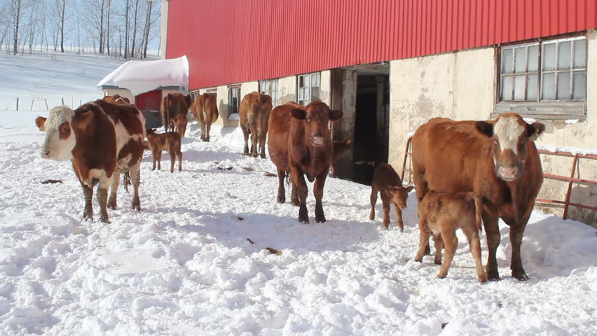 Stock Video Clip of Cows and barn. Winter. Cows and newborn | Shutterstock