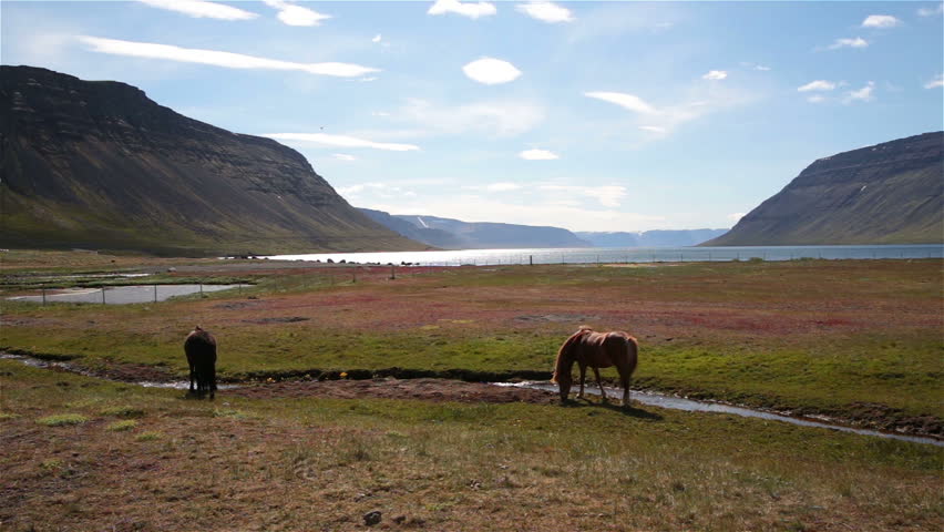 Stock video of icelandic horses summer fjord pasture | 10739693 ...