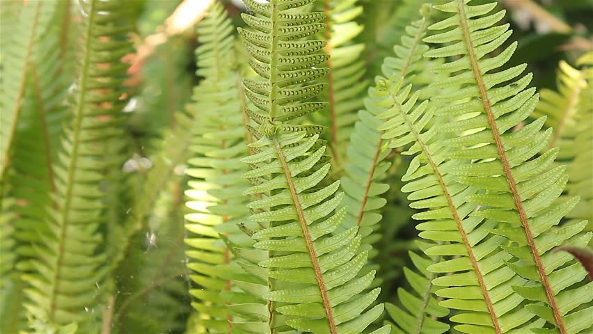 Tuber Ladder Fern, Nephrolepis Cordifolia, Stock Footage Video (100% ...