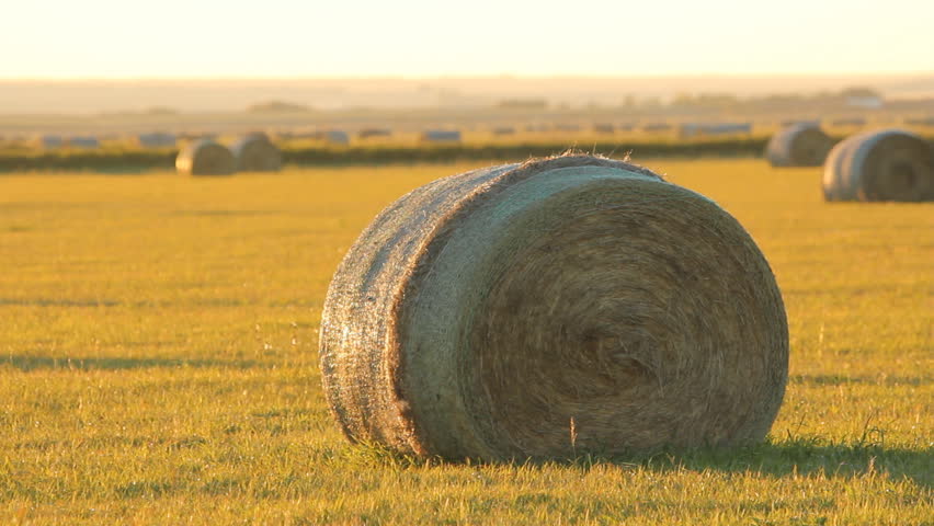 Hay Bales In A Field With Farm In The Distance. Heat Shimmer. Southern ...