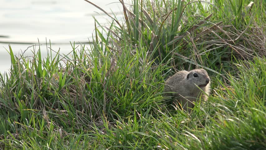 Stock video of 4k funny gopher animal in green | 10849703 | Shutterstock
