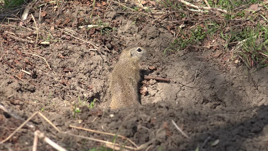 4k Hungry Gopher Search Food Stock Footage Video (100% Royalty-free ...