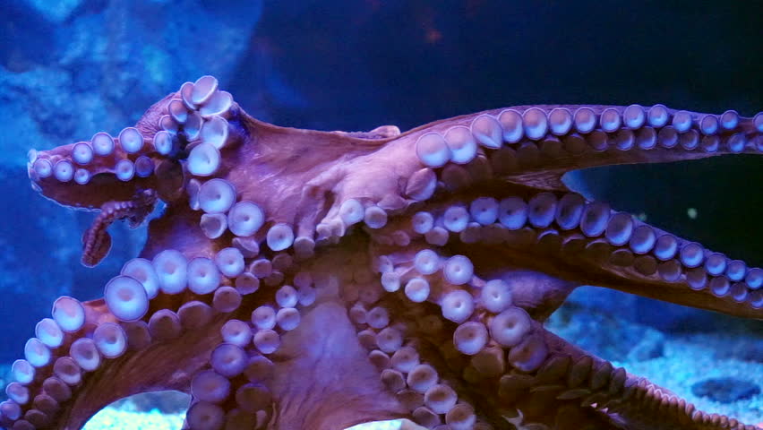 Giant Octopus Spreads Tentacles and Stock Footage Video (100% Royalty ...