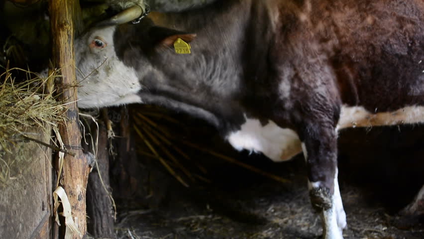 Cow Giving Birth On The Farm, Stock Footage Video 6259751 | Shutterstock
