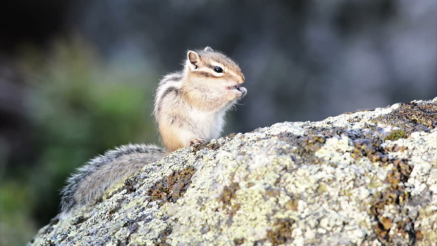 Siberian Chipmunk (tamias Sibiricus) with Stock Footage Video (100% ...