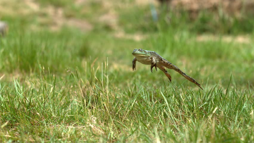 Frog Stock Footage Video - Shutterstock