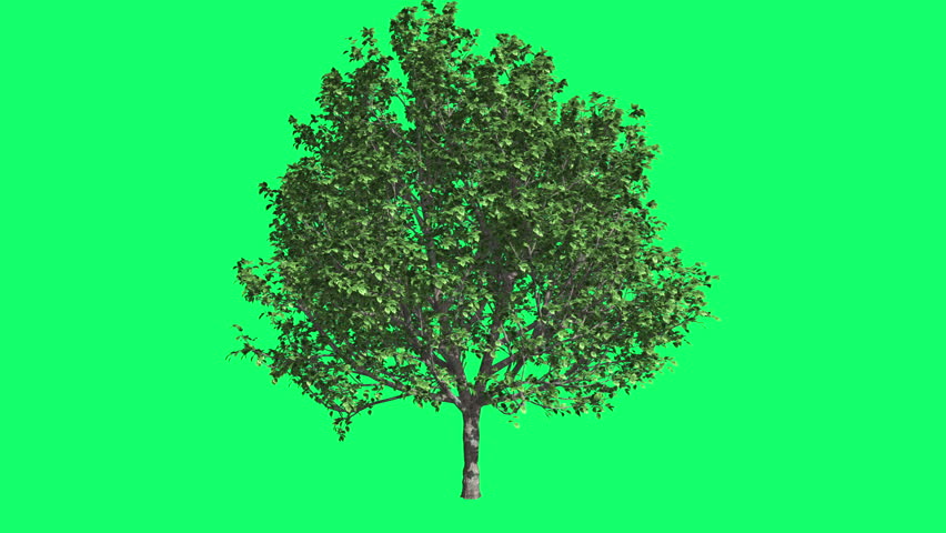 Time-Lapse Of A Tree Growing. Alpha Matte, UHD 4K Stock Footage Video ...