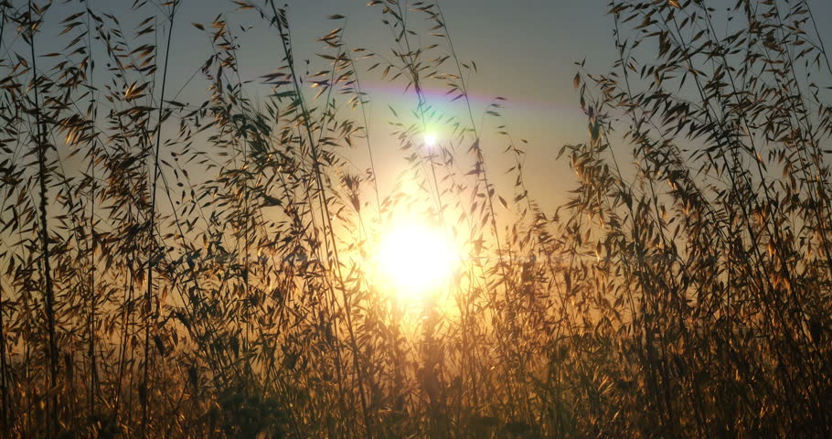 Sunshine Star Flare Flickering Through Windy Tree Leaves At Sunset ...