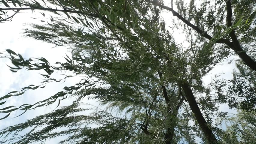 Willow Tree Blowing in Wind Stock Footage Video (100% Royalty-free ...