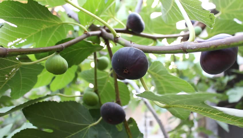 Ficus Carica. Leaves and Mature Stock Footage Video (100% Royalty-free ...