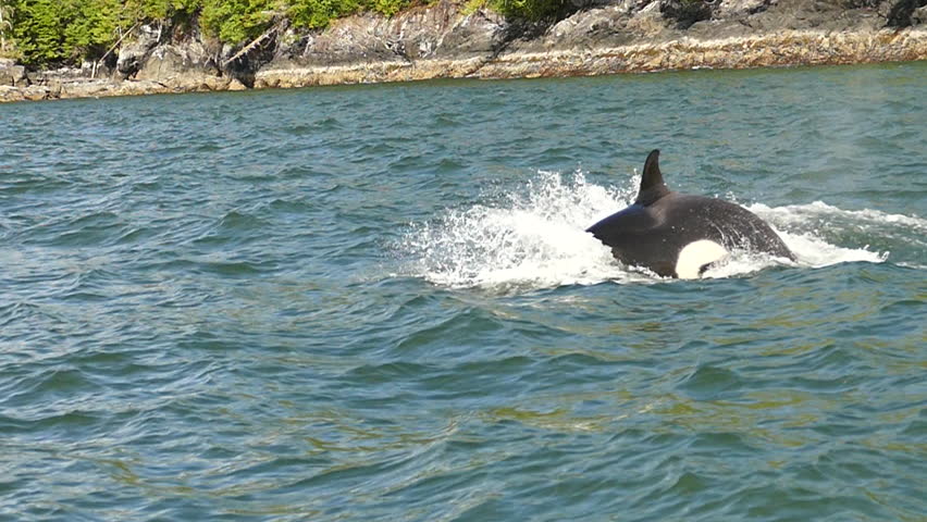 Killer Whales Orcas Jumping image - Free stock photo - Public Domain ...