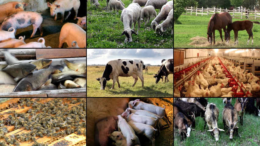 Pig Farm Stock Footage Video | Shutterstock