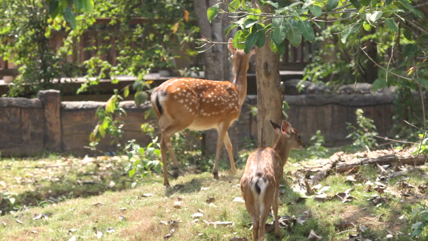 White-tailed Deer Walking Through The Woods Stock Footage Video 3065944 ...
