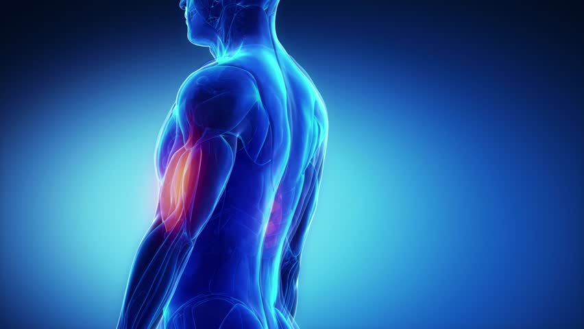 Biceps Brachii Muscle - Zoom In Stock Footage Video 11768180 | Shutterstock